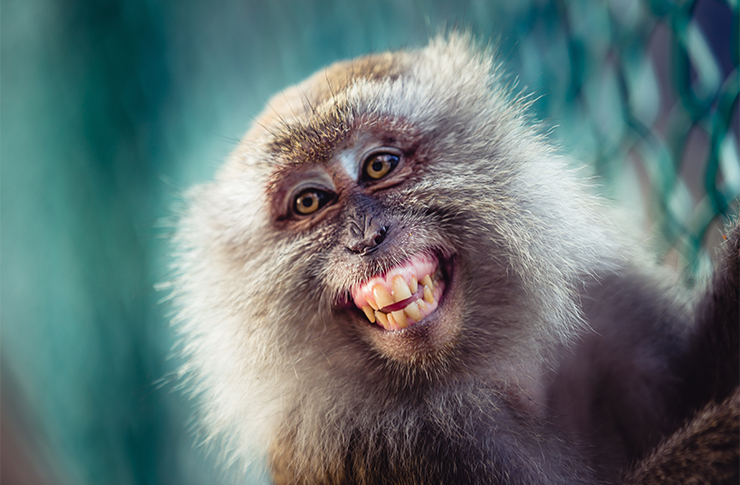 猿の尻笑い : 故事ことわざ辞典